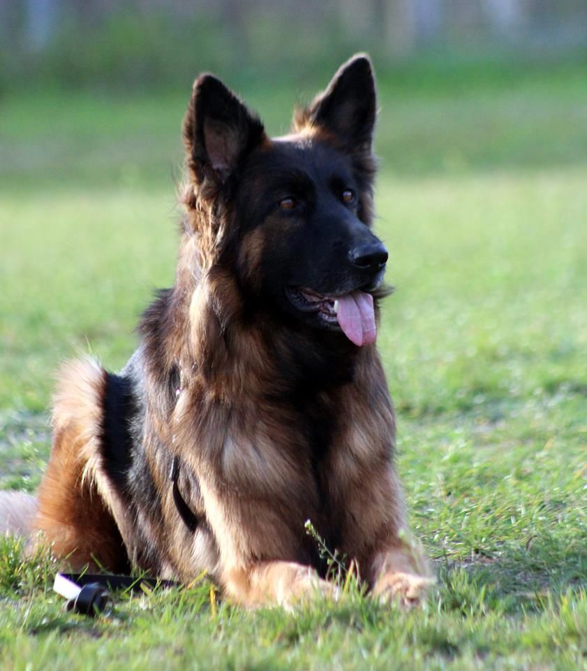 Berger Allemand Poil Long Levage